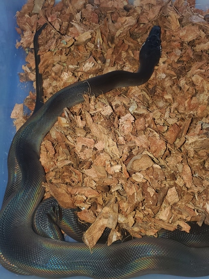 Southern Whitelipped White-Lipped Python by Elleman Family Reptiles