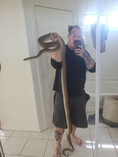 Aussie Olives Olive Python by Elleman Family Reptiles