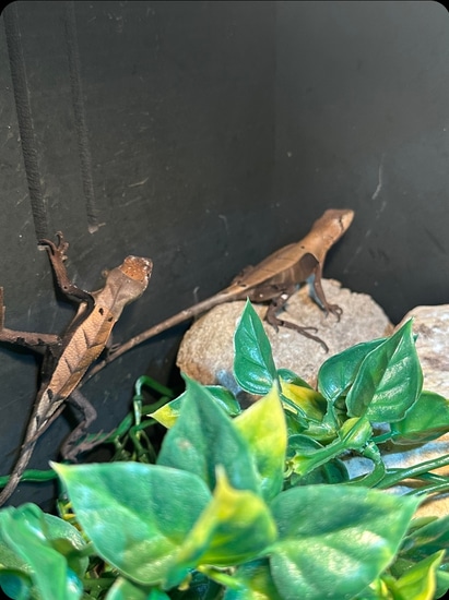 Peruvian Leaf Lizards More Lizard by Elleman Family Reptiles