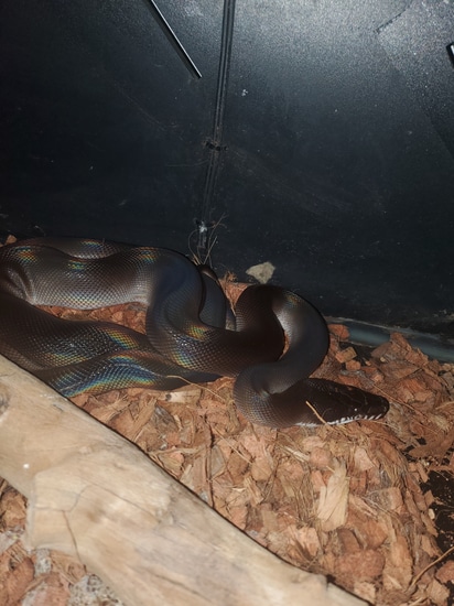 Southern White-Lipped Python by Elleman Family Reptiles