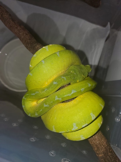 Sorong Green Tree Python by Elleman Family Reptiles