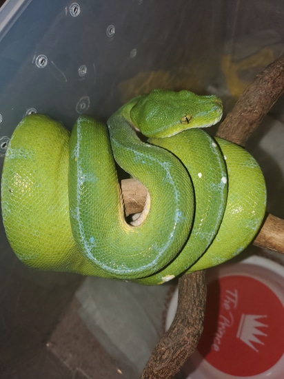 Jayapura Green Tree Python by Elleman Family Reptiles