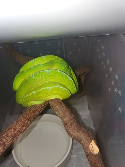 Jayapura Green Tree Python by Elleman Family Reptiles