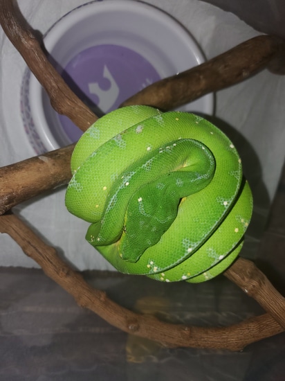 Jayapura Green Tree Python by Elleman Family Reptiles