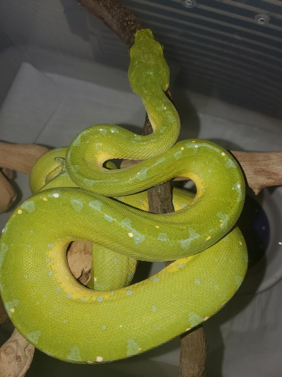 Sorong Green Tree Python by Elleman Family Reptiles