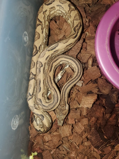 Indonesian Tree Boa Solomon Island Boa by Elleman Family Reptiles