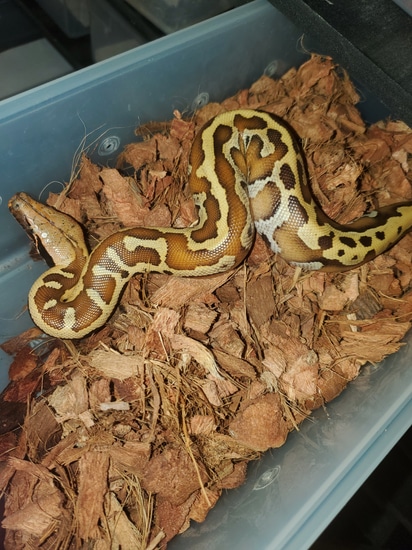 Bangka Blood Python by Elleman Family Reptiles