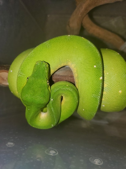 Jayapura Green Tree Python by Elleman Family Reptiles