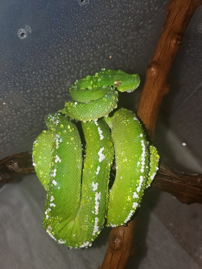 Aru Green Tree Python by Elleman Family Reptiles