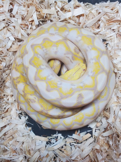 SD Lavendar Snow Reticulated Python by Elleman Family Reptiles