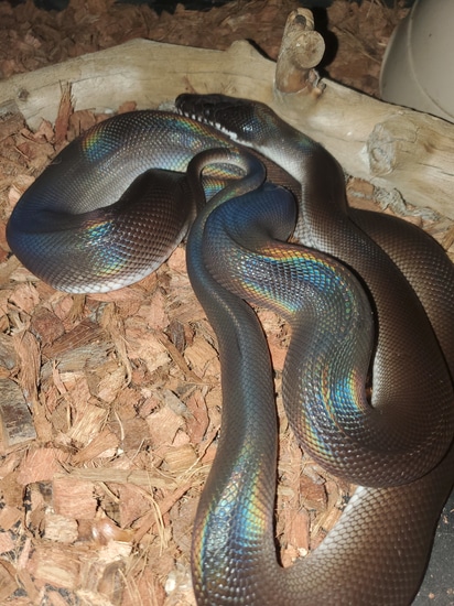 Southern Whitelipped White-Lipped Python by Elleman Family Reptiles