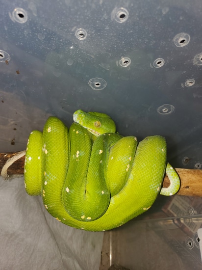 Sorong Green Tree Python by Elleman Family Reptiles