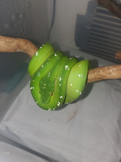 Aru Green Tree Python by Elleman Family Reptiles