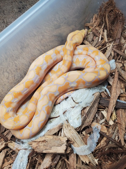 Purple Albino Het Anery 50% Het Ocelot Reticulated Python by Elleman ...