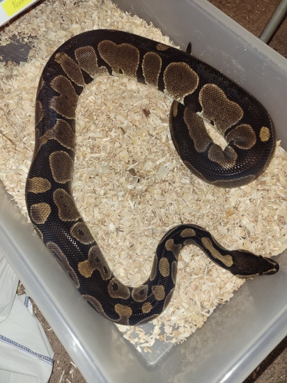 Volta Ball Python by Elleman Family Reptiles
