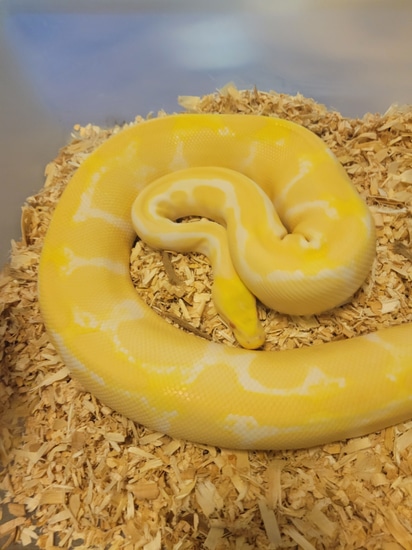 Albino Het Pied Ball Python by Elleman Family Reptiles