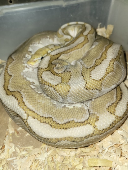 Hypo Bamboo Clown Project Ball Python by Elleman Family Reptiles