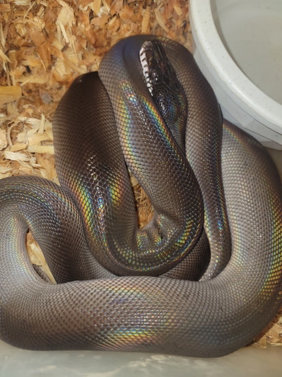 Southern White-Lipped Python by Elleman Family Reptiles
