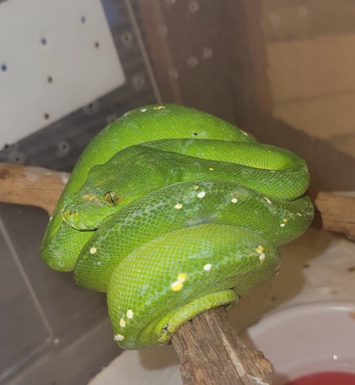 Manokwari Green Tree Python by Elleman Family Reptiles
