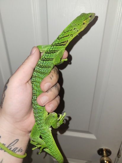 Green Tree Pair Green Tree Monitor by Elleman Family Reptiles