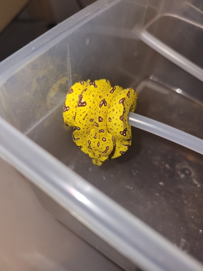 Yellow Biak Green Tree Python by Elleman Family Reptiles