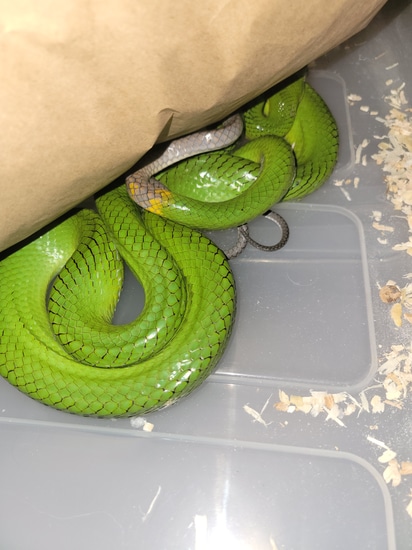 Red Tailed Green Rat Pair. Red-Tailed Green Rat Snake by Elleman Family ...