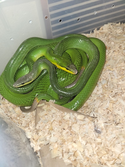Red Tailed Green Rat Pair Red-Tailed Green Rat Snake by Elleman Family ...