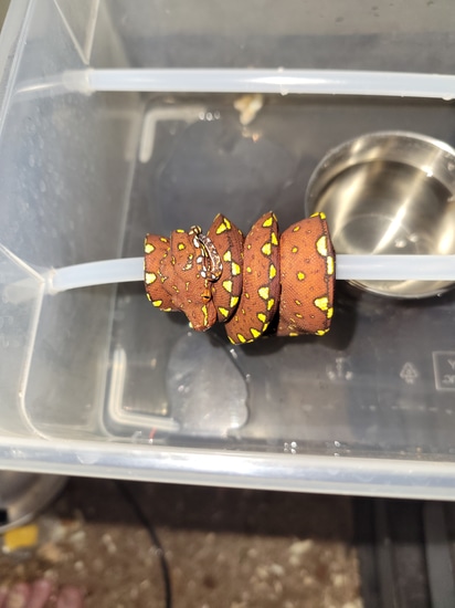 Red Biak Green Tree Python by Elleman Family Reptiles