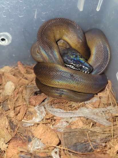 Northern Whitelipped White-Lipped Python by Elleman Family Reptiles