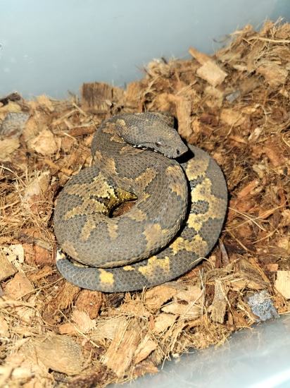 Viper Boa by Elleman Family Reptiles