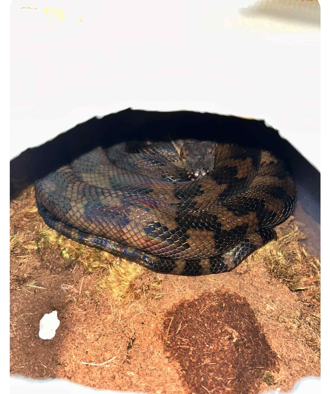 Elleman Family Reptiles