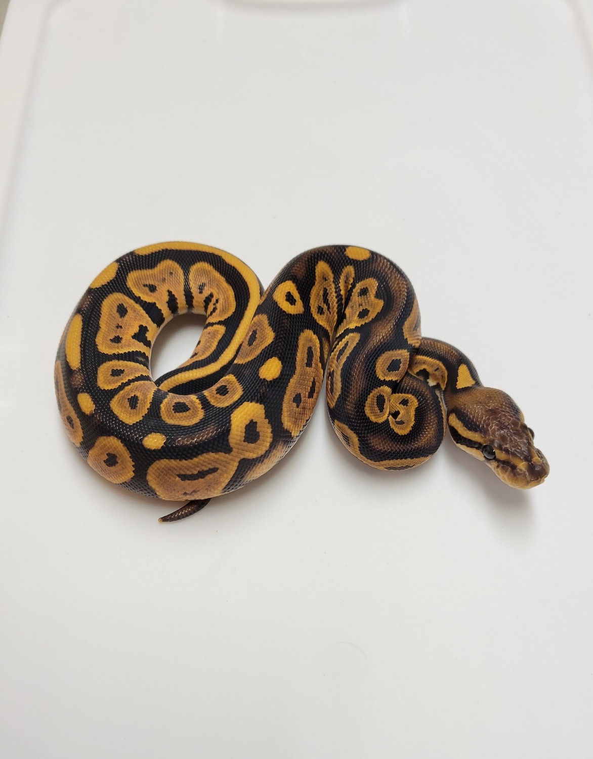 OD Black Pastel Pos. YB 66% Het Pied Ball Python by Brace’s Exotics - MorphMarket