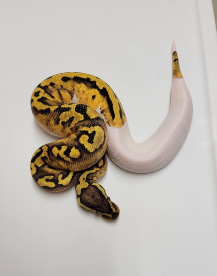 Pastel Pied Ball Python by Brace’s Exotics