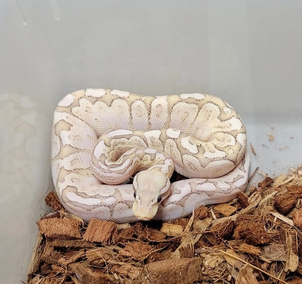 Pastel Bamboo Ball Python by Brace’s Exotics - MorphMarket