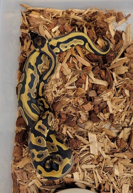Leopard Dbl Het Vpi Axanthic Pied Ball Python by Brace’s Exotics ...