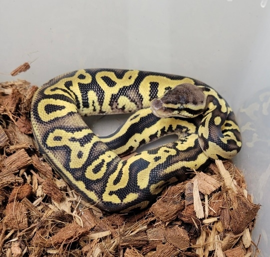 Pastel Leopard Dbl Het Vpi Axanthic G-stripe Ball Python by Brace’s Exotics