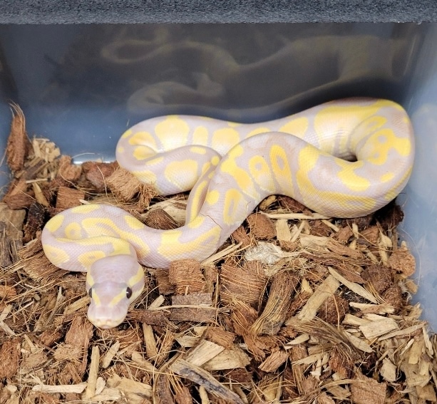 Patel Banana Dbl Het VPI Axanthic & G-stripe Ball Python by Brace’s ...