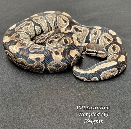 VPI Axanthic Het Pied Ball Python by Brace’s Exotics