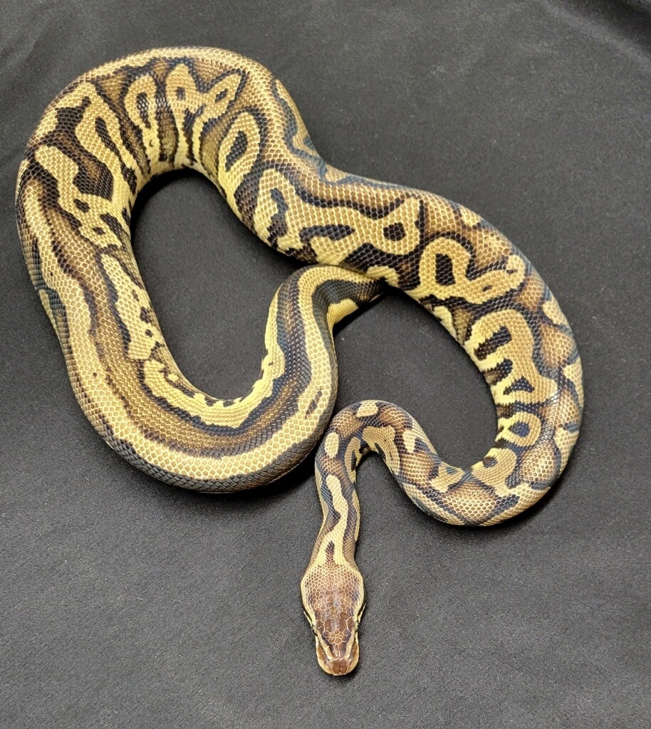 Pastel Leopard Dbl Het Vpi Axanthic & G-stripe Ball Python by Brace’s ...