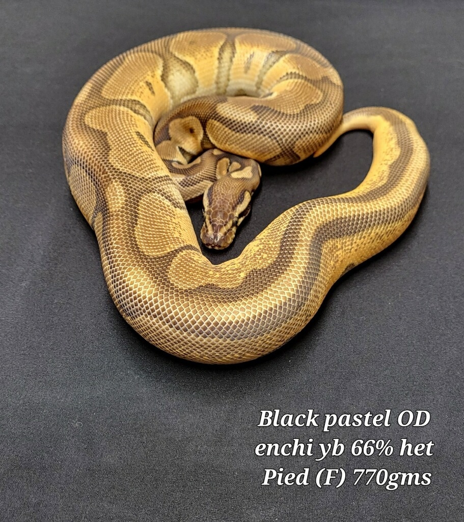 Black Pastel Od Yb Enchi 66% Het Pied Ball Python by Brace’s Exotics ...