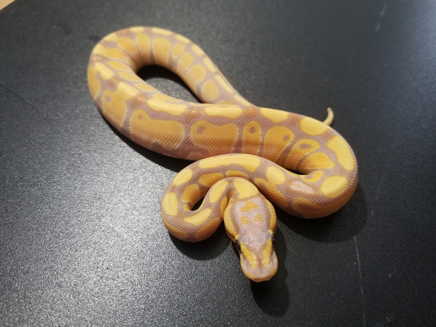 Banana Enchi Het Clown 50% Het Hypo Ball Python by America's Finest ...