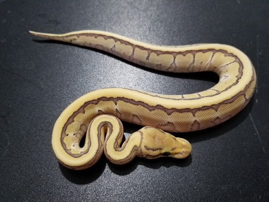 Butter Pinstripe Desert Ghost Ball Python by America's Finest Balls