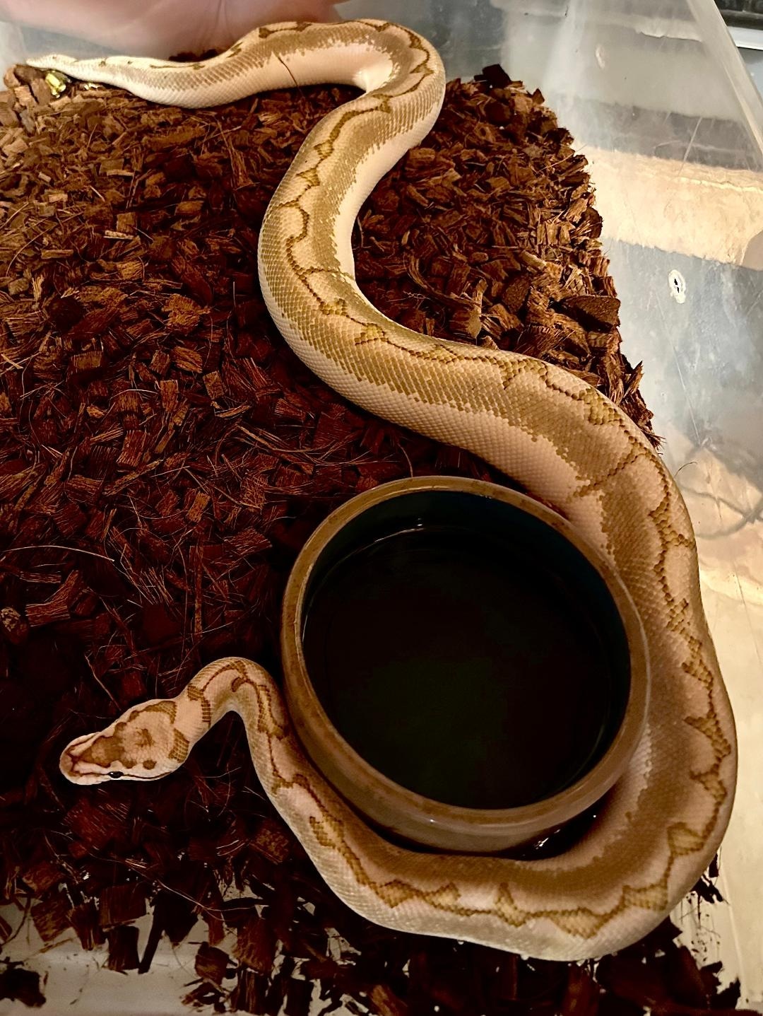 Bamboo Spider Pastel Ball Python by T.A.C. Pythons - MorphMarket