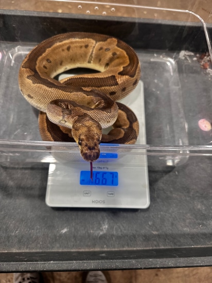 Blade Clown Ball Python by T.A.C. Pythons