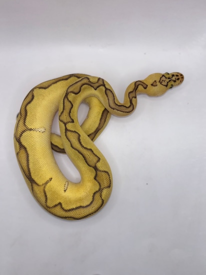 Pastel Fire Enchi Russo Clown Het Desert Ghost Ball Python by T.A.C ...