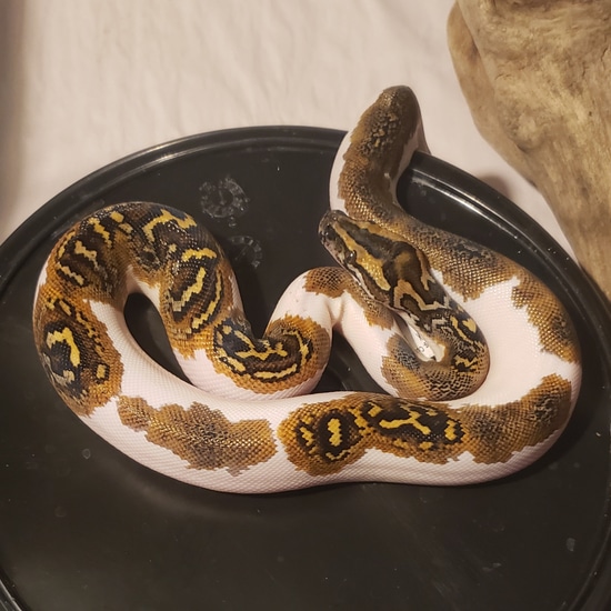 Pied Pos Het Wei Line Caramel Burmese Python by Thehatch.co