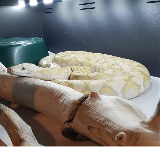 2017 Male Purple Albino Het Snow Reticulated Python by Thehatch.co