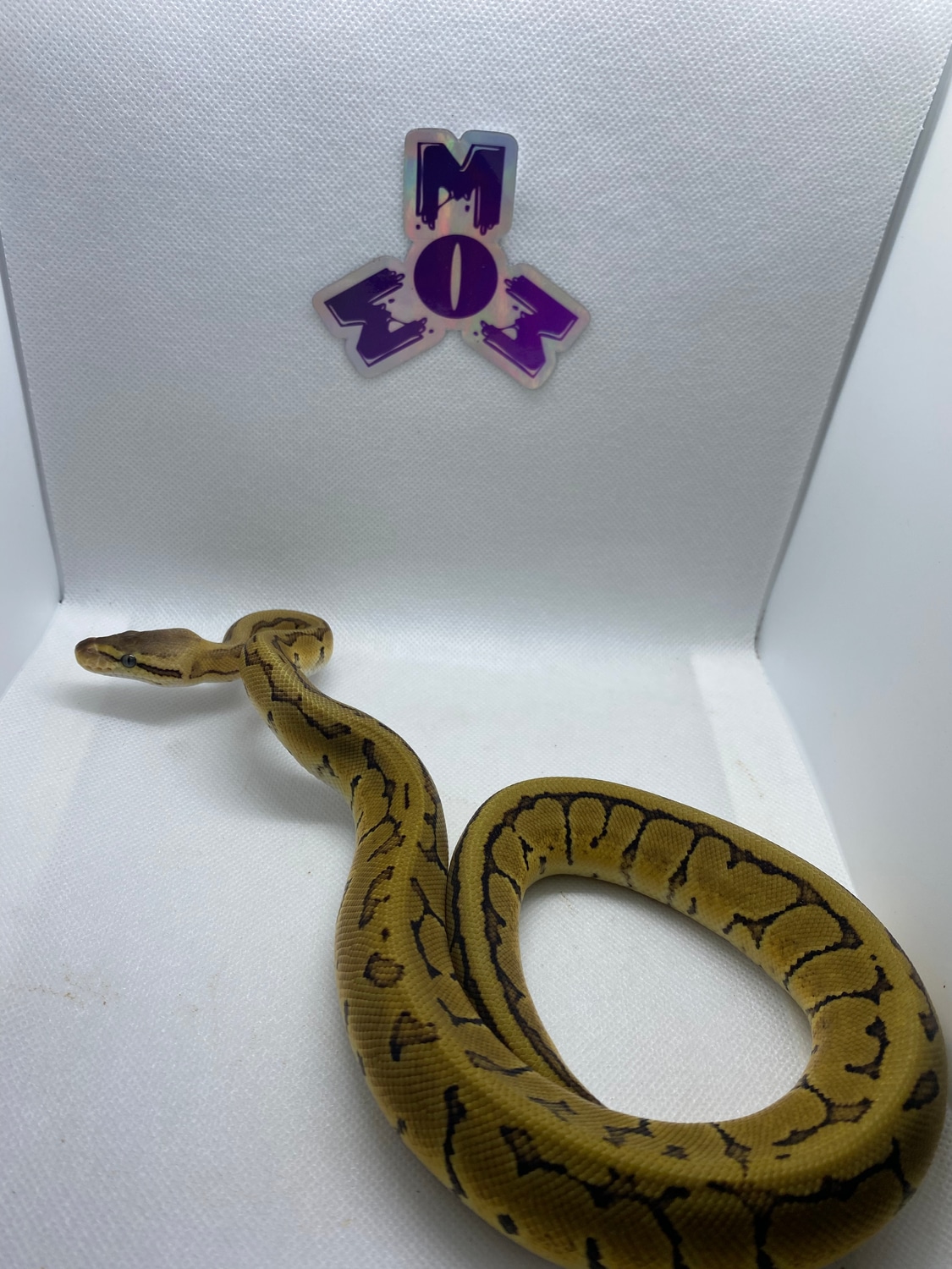 Enchi Lemonblast 100% DH Desert Ghost & Orange Ghost (Hypo) Ball Python ...