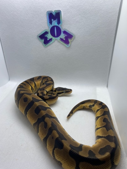 (25% Off List Price Sale) Pastel 100% DH Desert Ghost & Orange Ghost ...