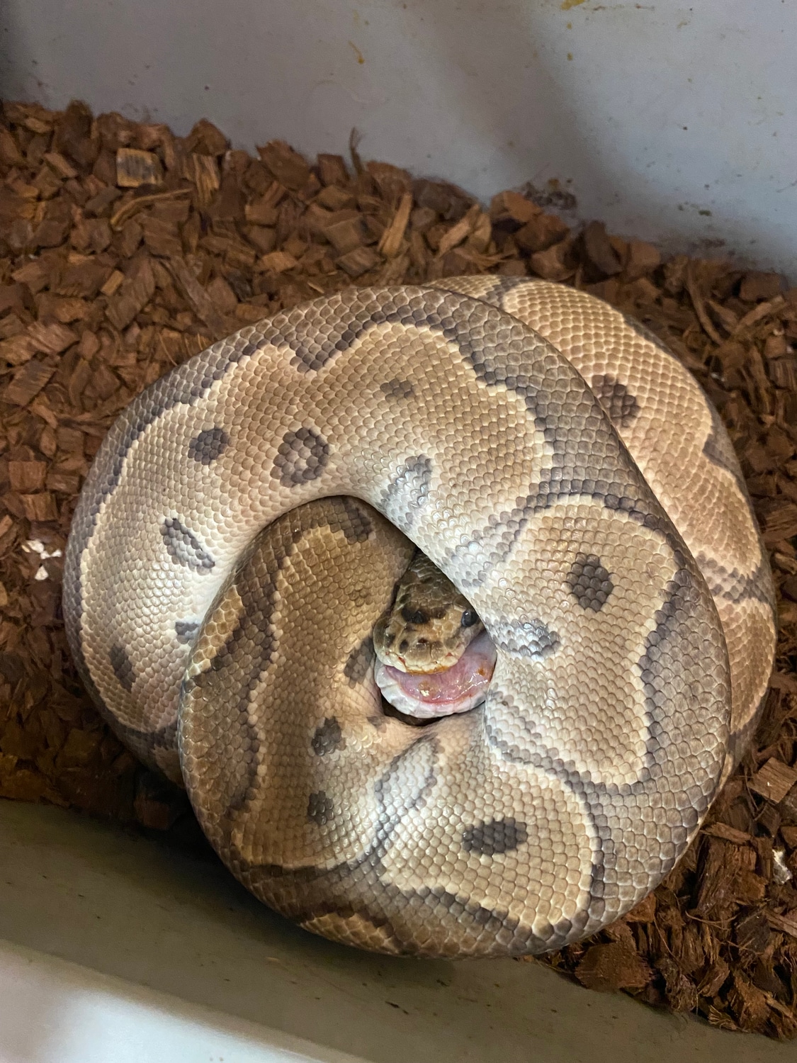 Clown Ball Python by Mountain Monster Morphs - MorphMarket